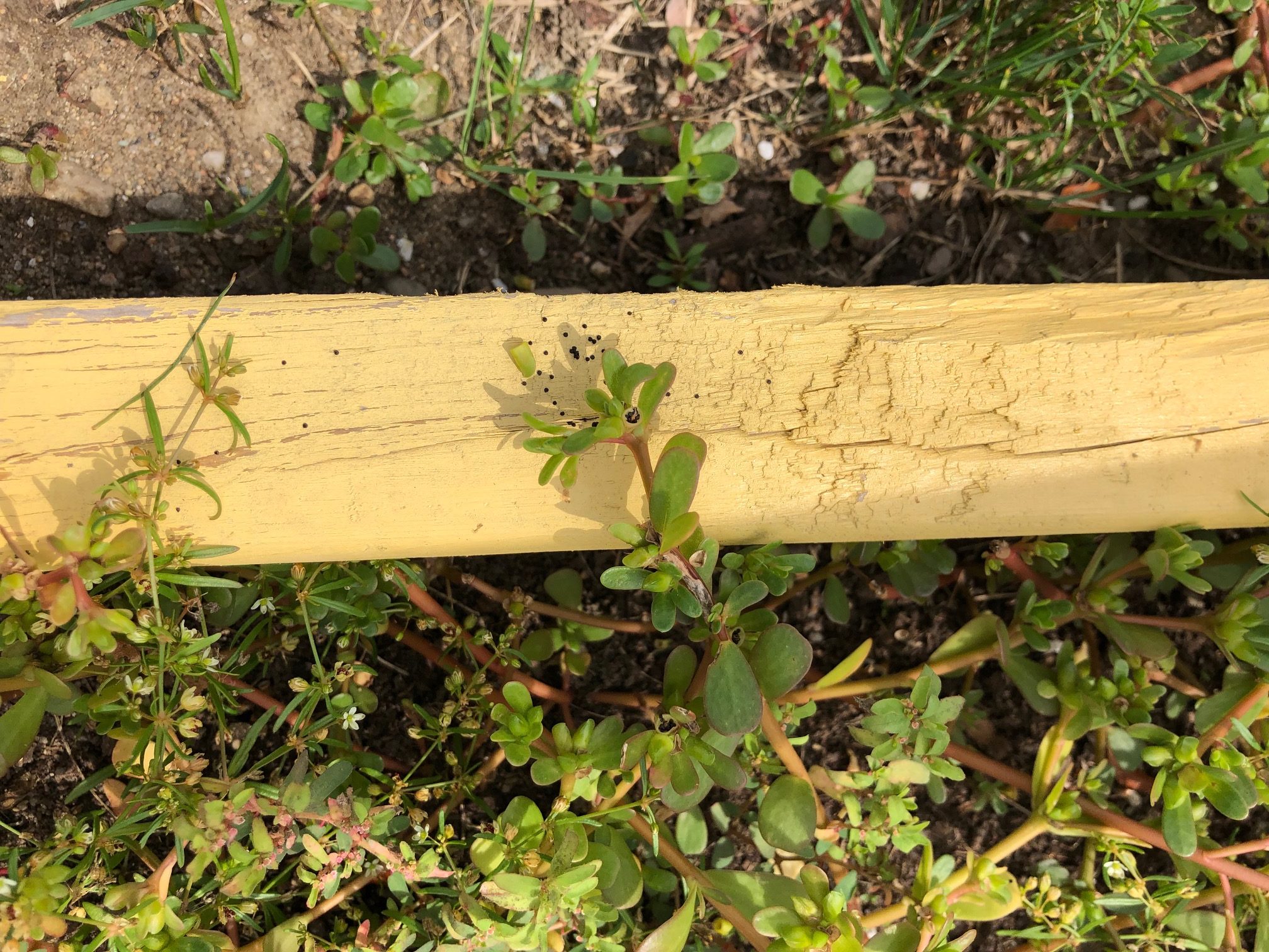 Lawn (Re)Disturbance Laboratory – A collaboration with seeds, time, and ...