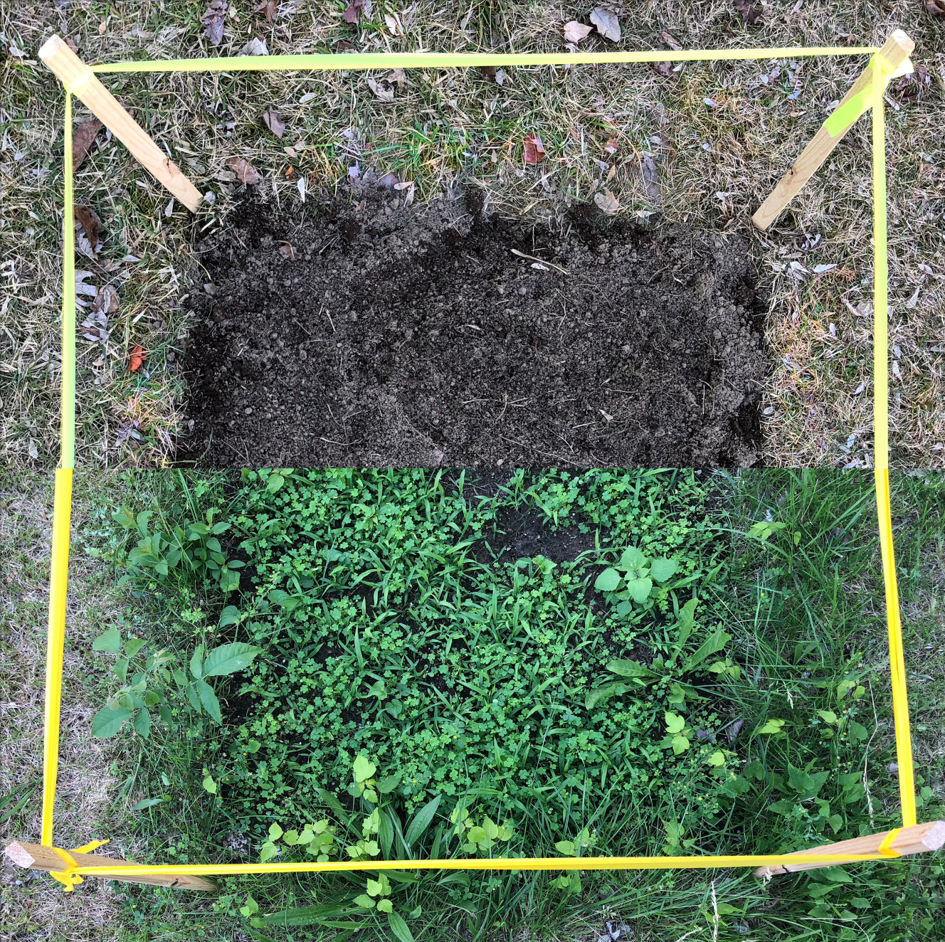 Lawn (Re)Disturbance Laboratory – A collaboration with seeds, time, and ...