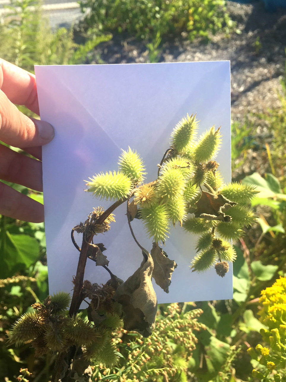 cocklebur – Next Epoch Seed Library